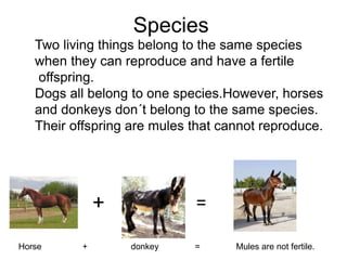 Tema 4 living things | PPT