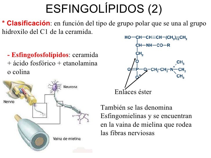 Inicio de Bioquìmica .... : GENERALIDADES DE LIPIDOS