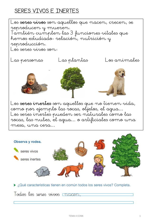 Tema 4 los seres vivos y las plantas | PDF | Gardening | Home & Garden