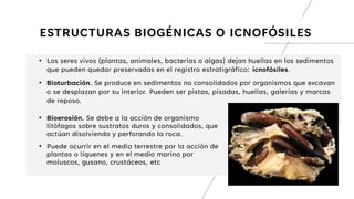 Tema 4 Rocas sedimentarias, características y clasificación | PDF