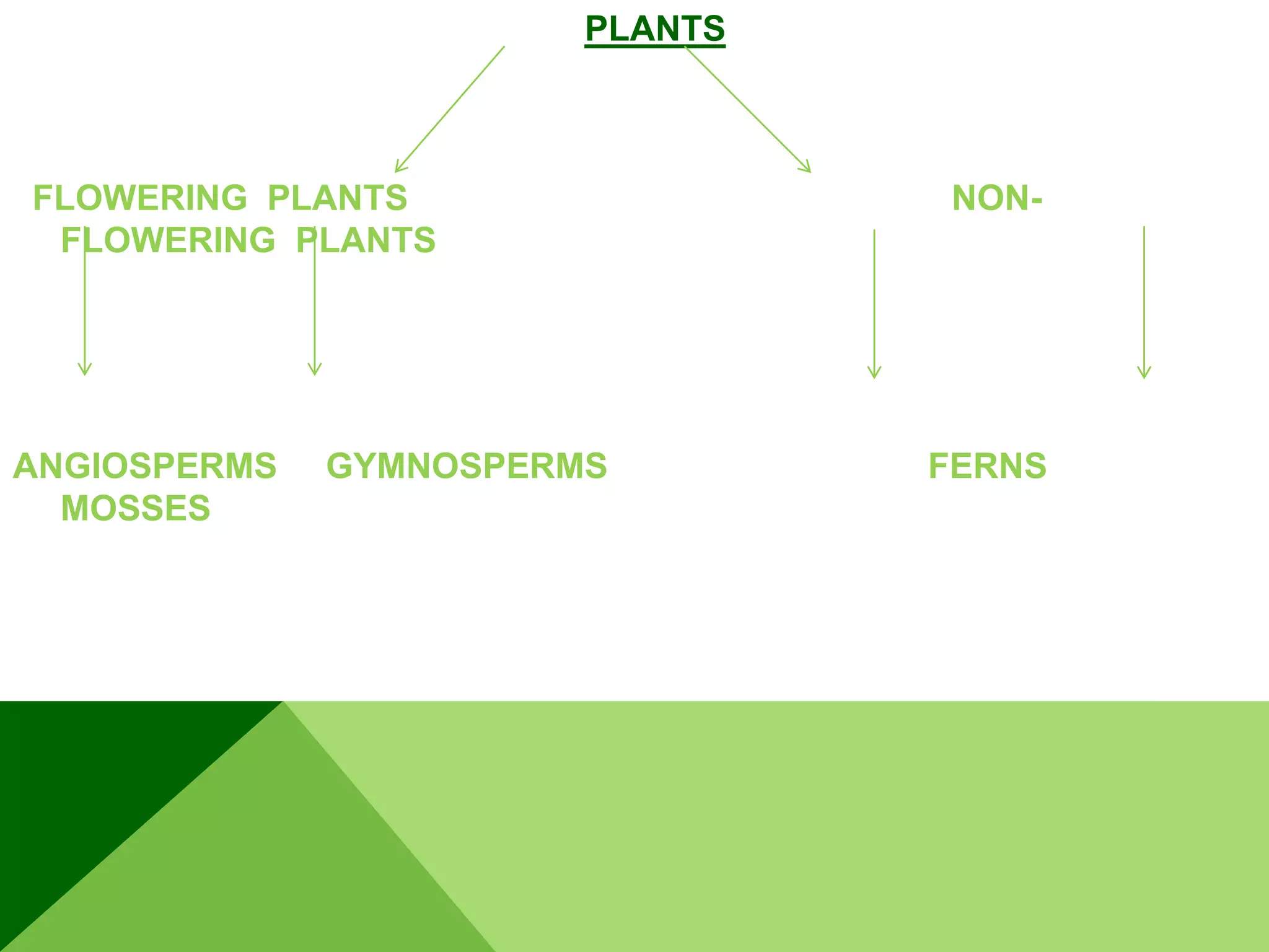 Tema 4 the plant kingdom | PPT