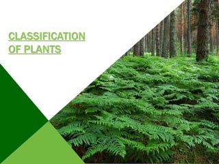 Tema 4 the plant kingdom | PPT