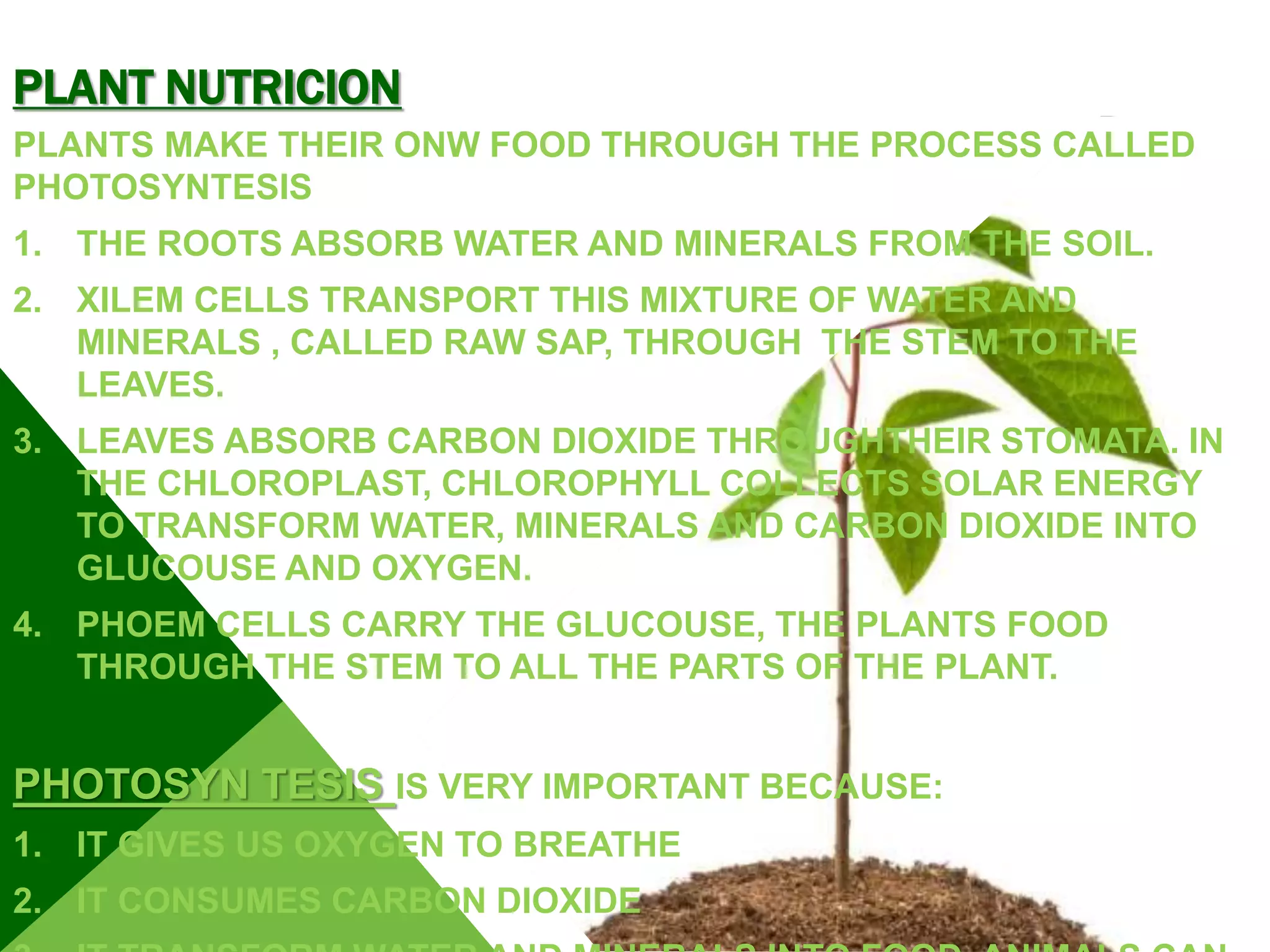 Tema 4 the plant kingdom | PPT