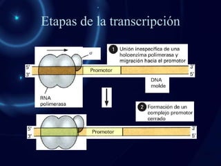 Tema 4 Transcripción del ADN | PPT