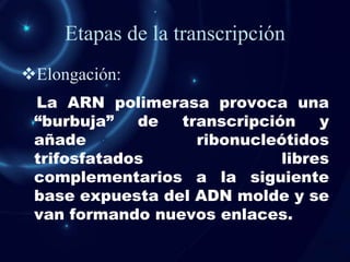 Tema 4 Transcripción del ADN | PPT