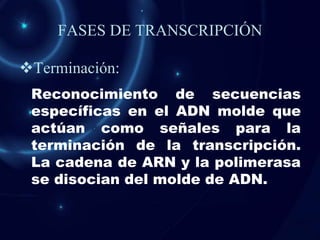 Tema 4 Transcripción del ADN | PPT