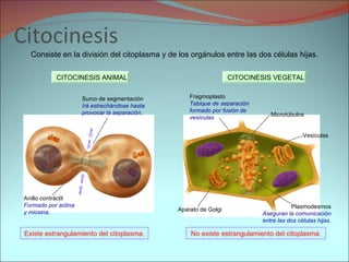 Nutrición, relación y reproducción celular. | PPT
