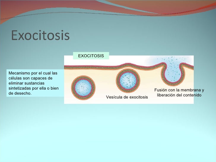 Nutrición, relación y reproducción celular.