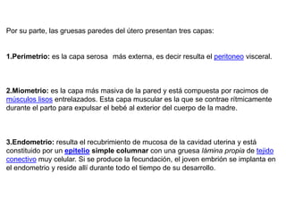 Tema 5. genitales Femeninos internos. | PPTX | Pregnancy | Reproductive ...