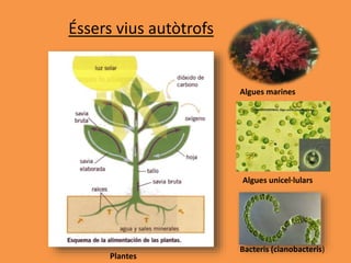 Els éssers vius | PPT
