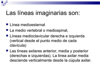 Radiologia - semiologia Examen fisico del aparato respiratorio | PPT