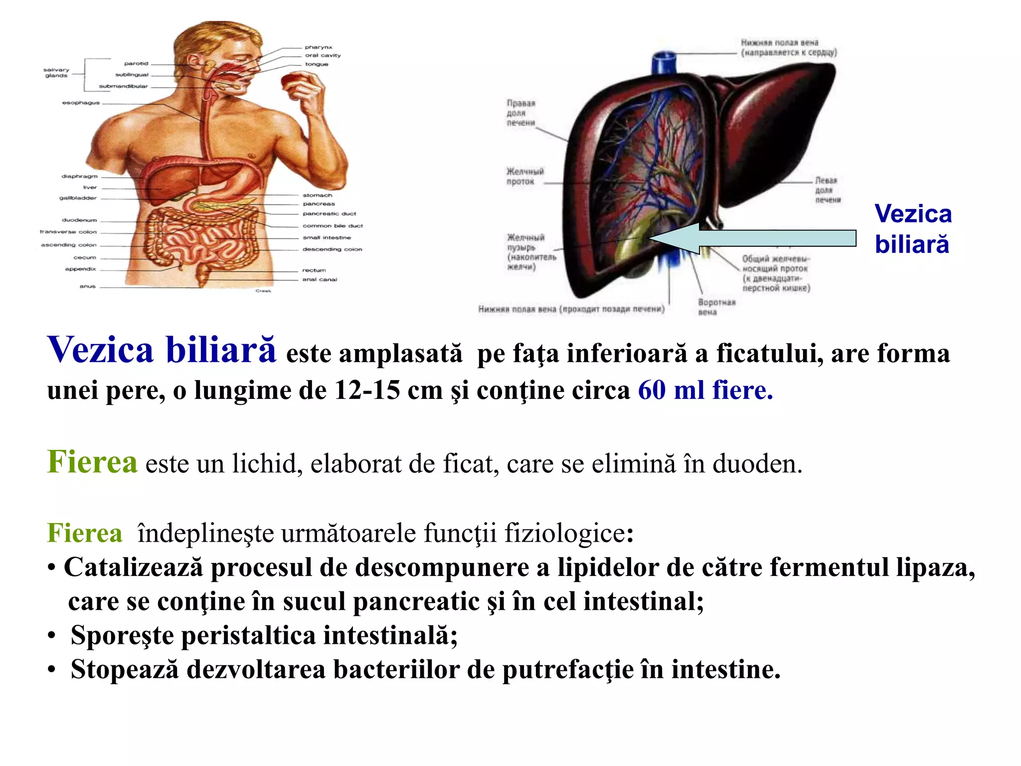 Tema 5. Aparatul digestiv.ppt