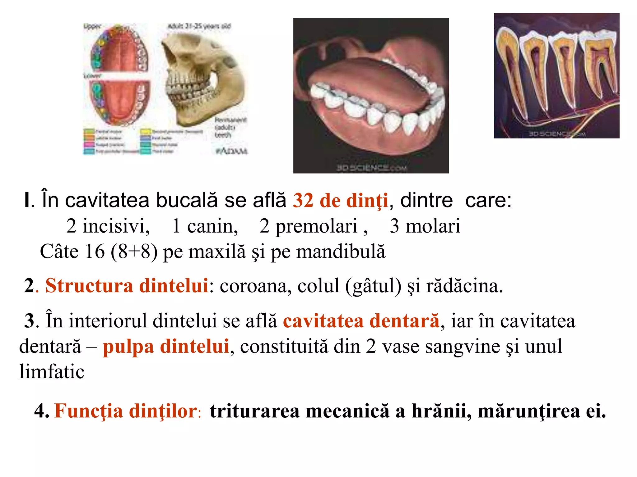 Tema 5. Aparatul digestiv.ppt