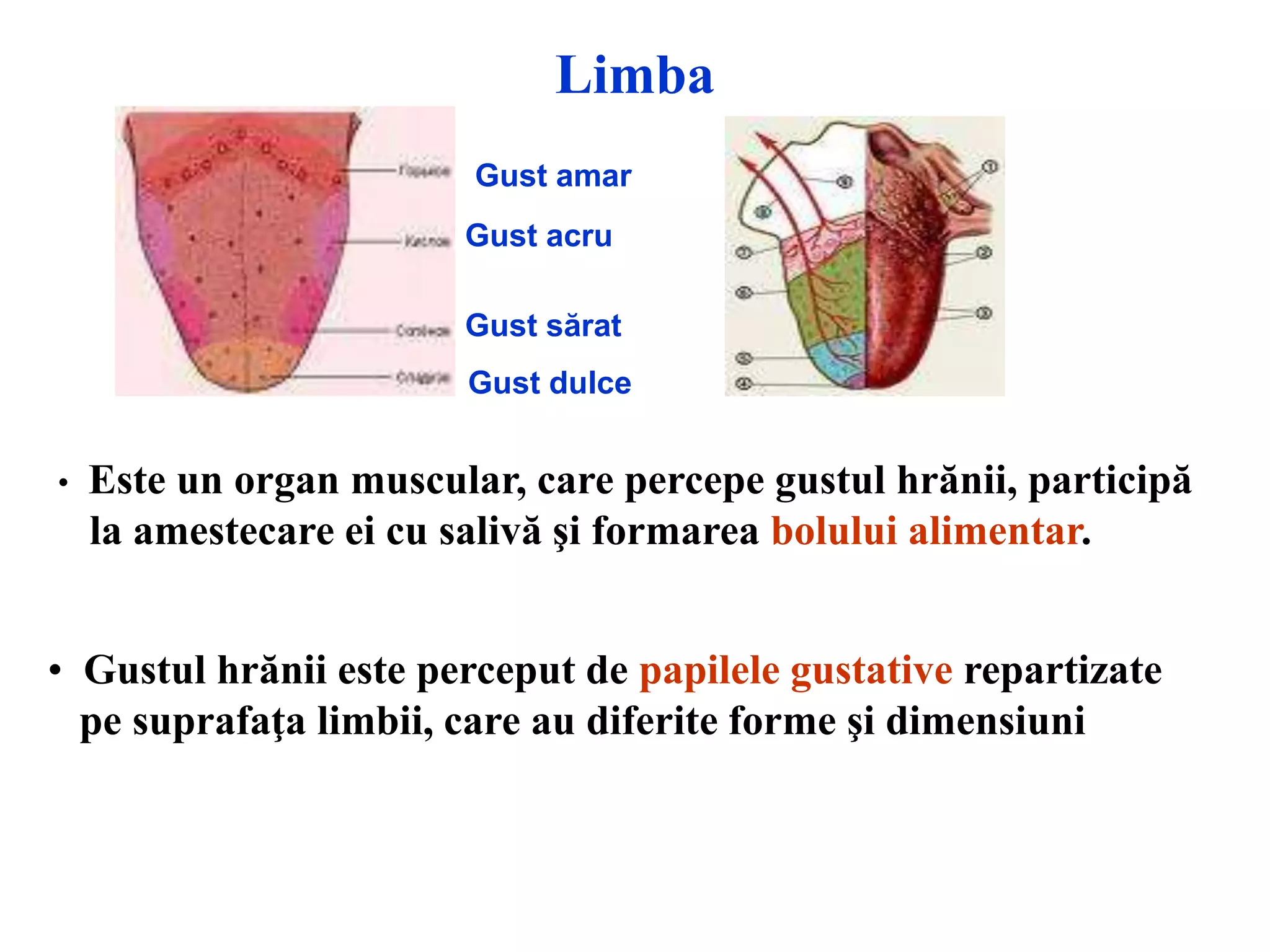 Tema 5. Aparatul digestiv.ppt