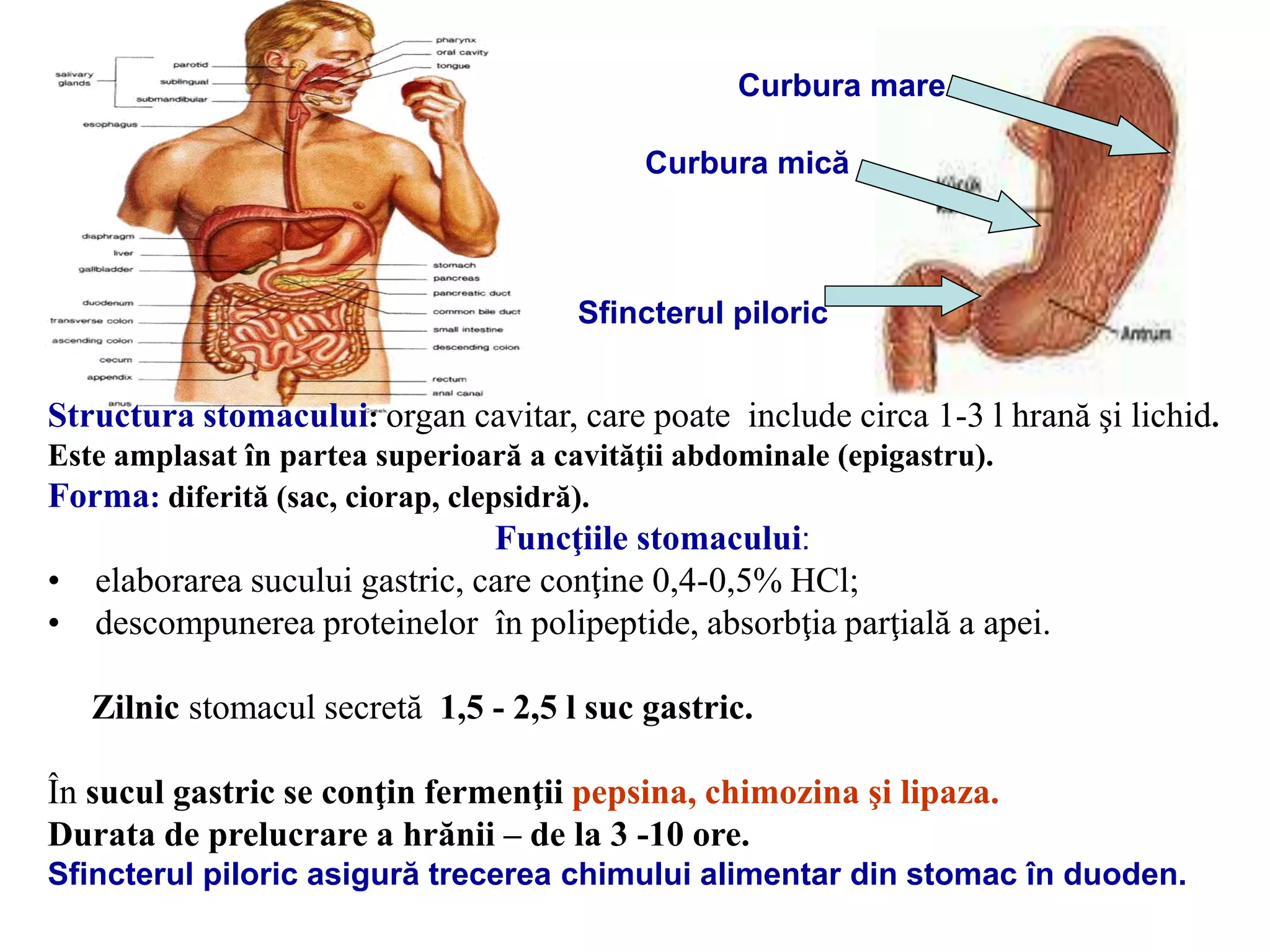 Tema 5. Aparatul digestiv.ppt