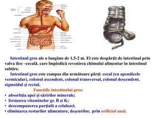 Tema 5. Aparatul digestiv.ppt