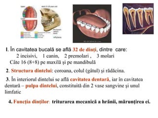 Tema 5. Aparatul digestiv.ppt
