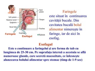Tema 5. Aparatul digestiv.ppt
