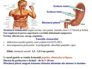 Tema 5. Aparatul digestiv.ppt