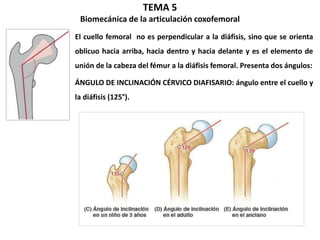 TEMA 5. Biomecánica de la articulación coxofemoral | PPTX