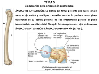 TEMA 5. Biomecánica de la articulación coxofemoral | PPTX