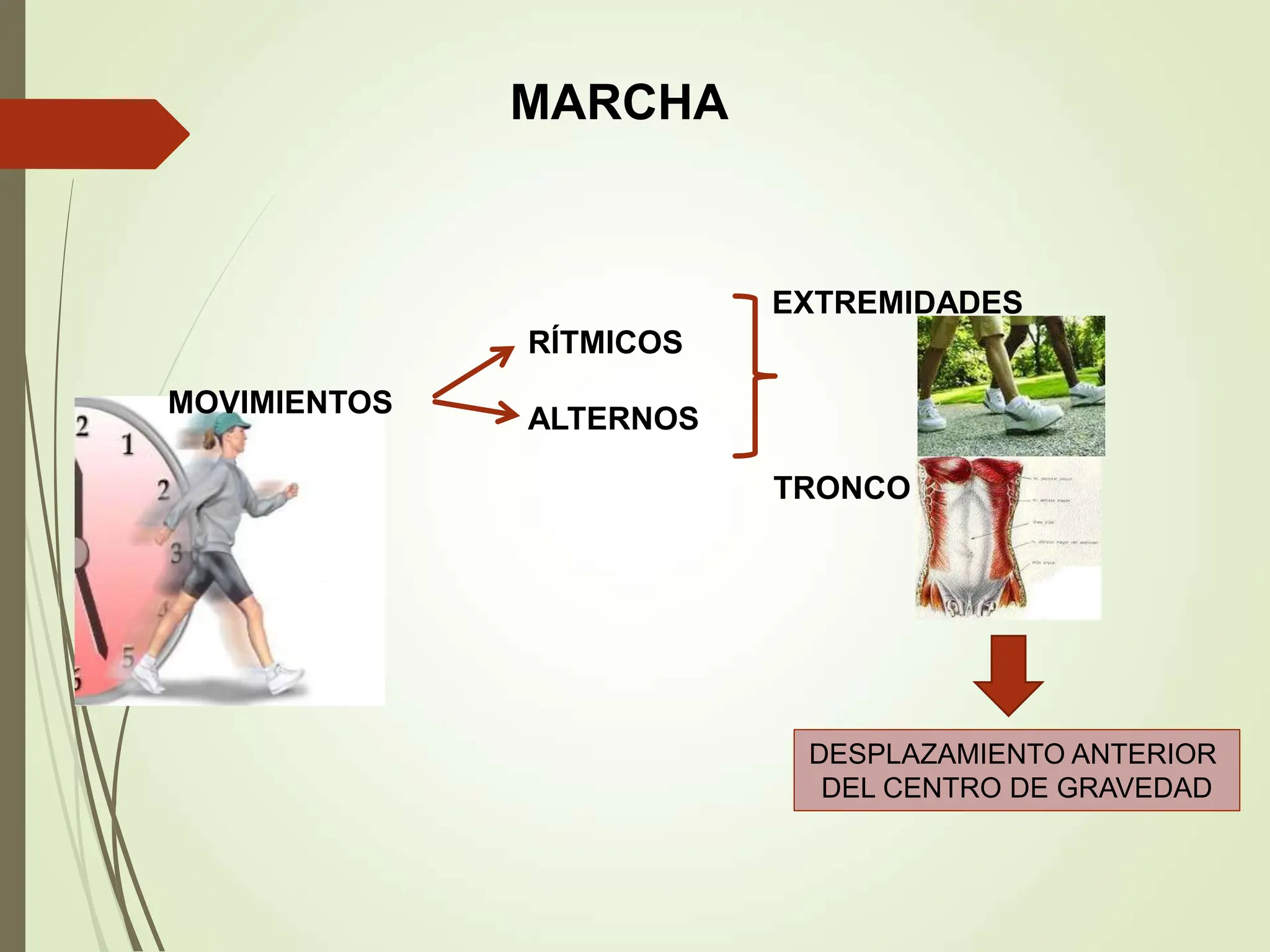 Marcha Humana Normal para pacientes con patologia de miembros ...