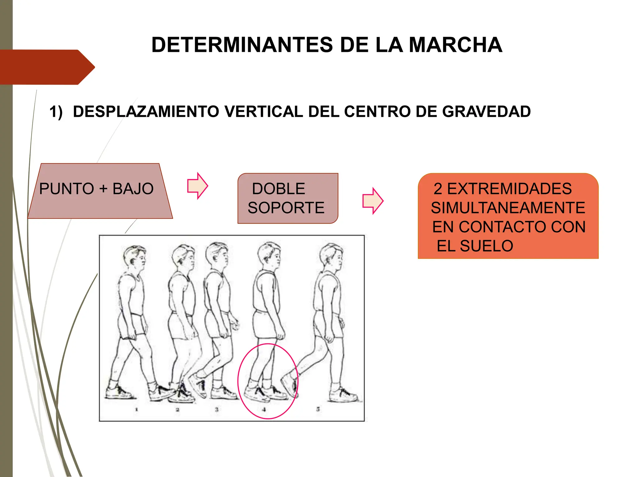Marcha Humana Normal para pacientes con patologia de miembros ...