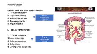 Tema 5. Intestino Grueso.pptx explicacion fisiopatologica del intestino ...
