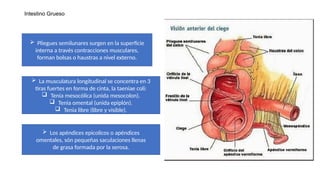 Tema 5. Intestino Grueso.pptx explicacion fisiopatologica del intestino ...