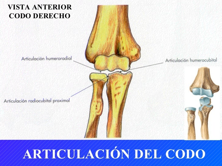Tema 5. huesos del miembro superior