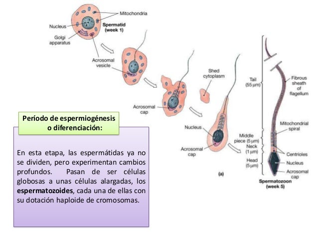 Tema 5 1º bach Reproducción de los animales