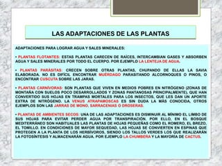 Tema 5 adaptaciones y funciones de las plantas | PPTX