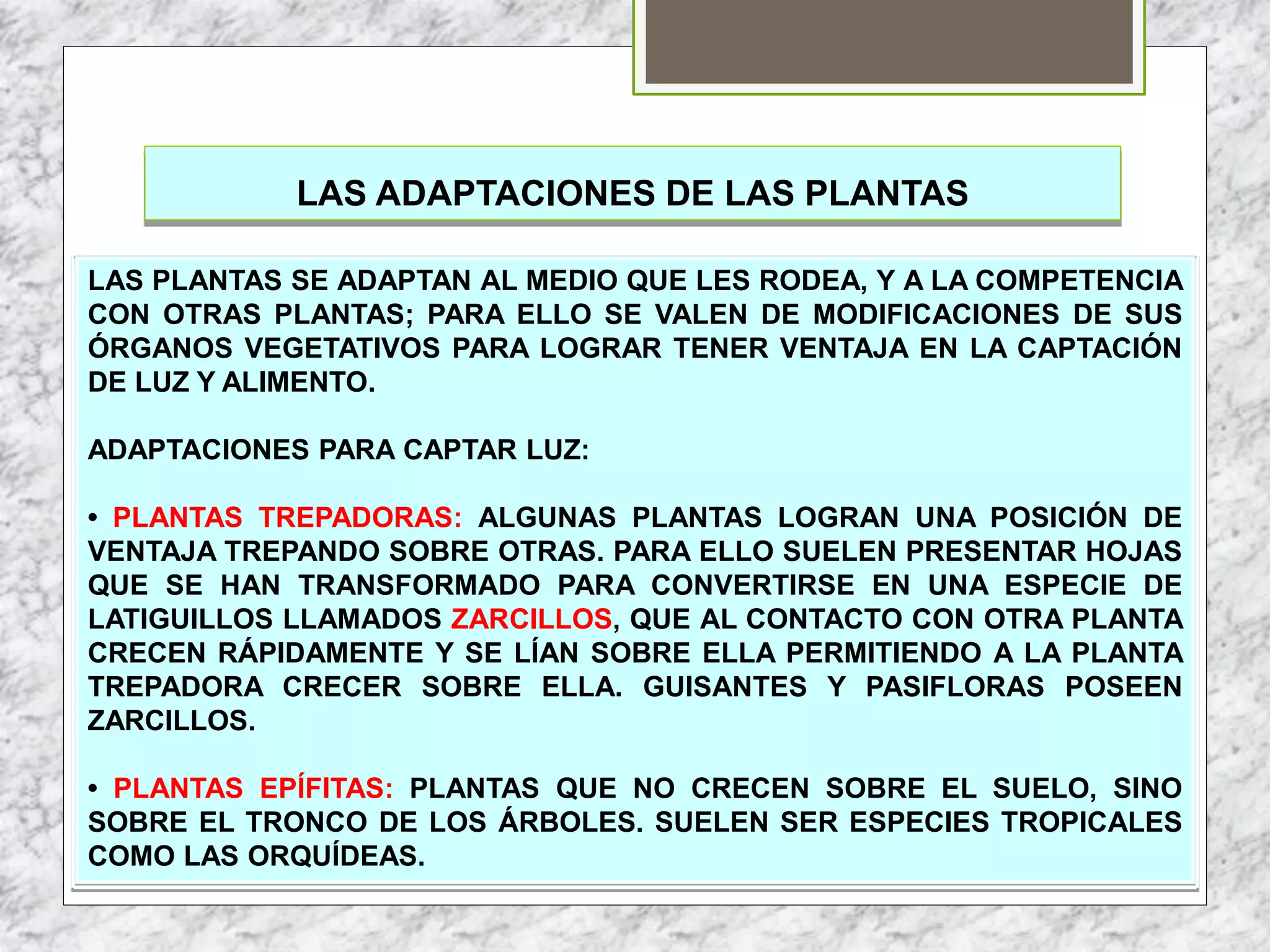 Tema 5 adaptaciones y funciones de las plantas | PPTX