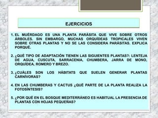 Tema 5 adaptaciones y funciones de las plantas | PPTX