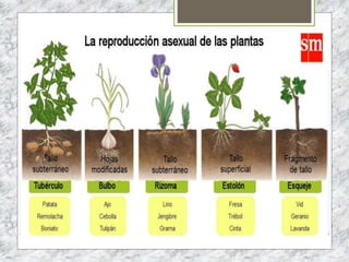 Adaptación De Las Plantas