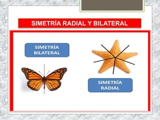 Tema 5 animales invertebrados | PPTX