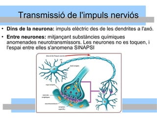 Tema 5 funció de relació web | PPT