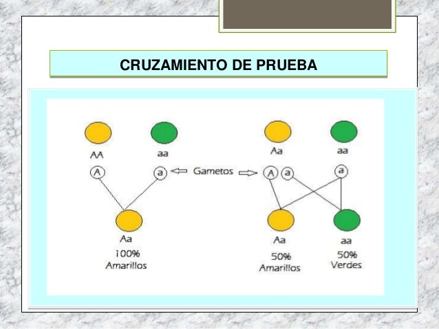 Tema 5 genes y herencia