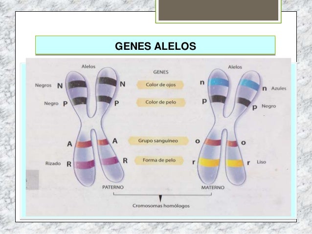 Tema 5 genes y herencia