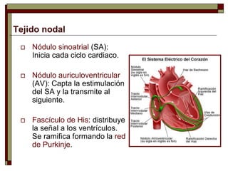 Aparato Circulatorio | PDF