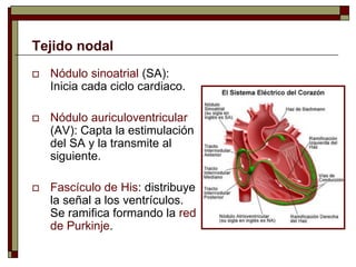 Tema 5 (II) Sistema cardiovascular 2023.pdf