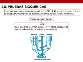 Tema 5 la evolucion de los seres vivos | PDF