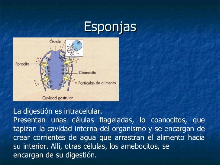 Tema 5 la nutrición de los animales i