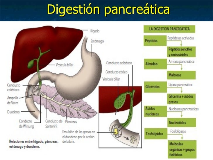 Tema 5 la nutrición de los animales i