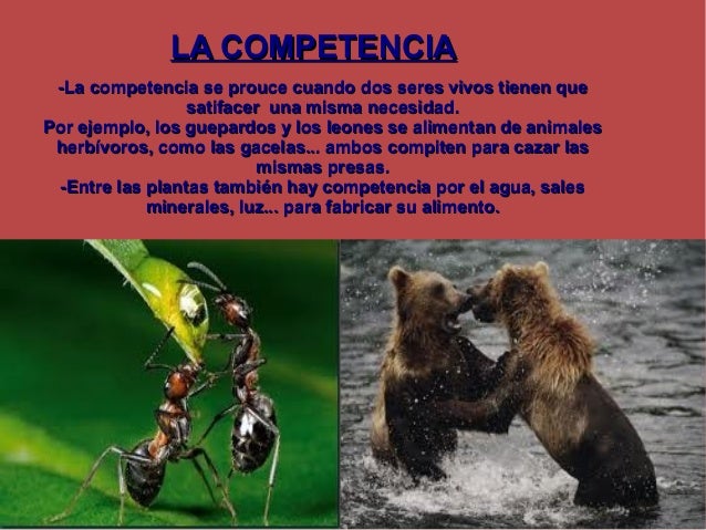 Tema 5 los ecosistemas. Mª Dafrosa 4ºB 2013