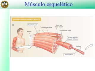 tema_5_musculo.ppt