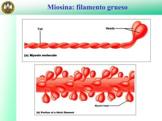 tema_5_musculo.ppt
