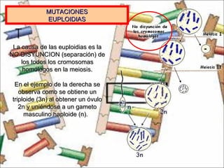 Tema 5 mutaciones | PPS