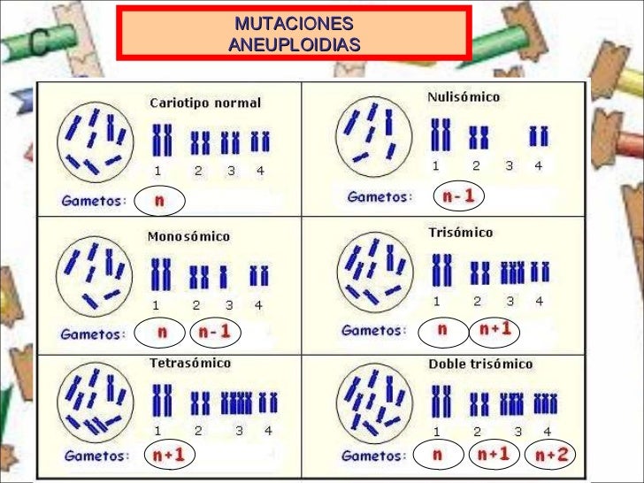 Tema 5 mutaciones