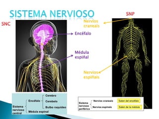 Tema 5 o sistema nervioso e os órganos dos sentidos | PDF